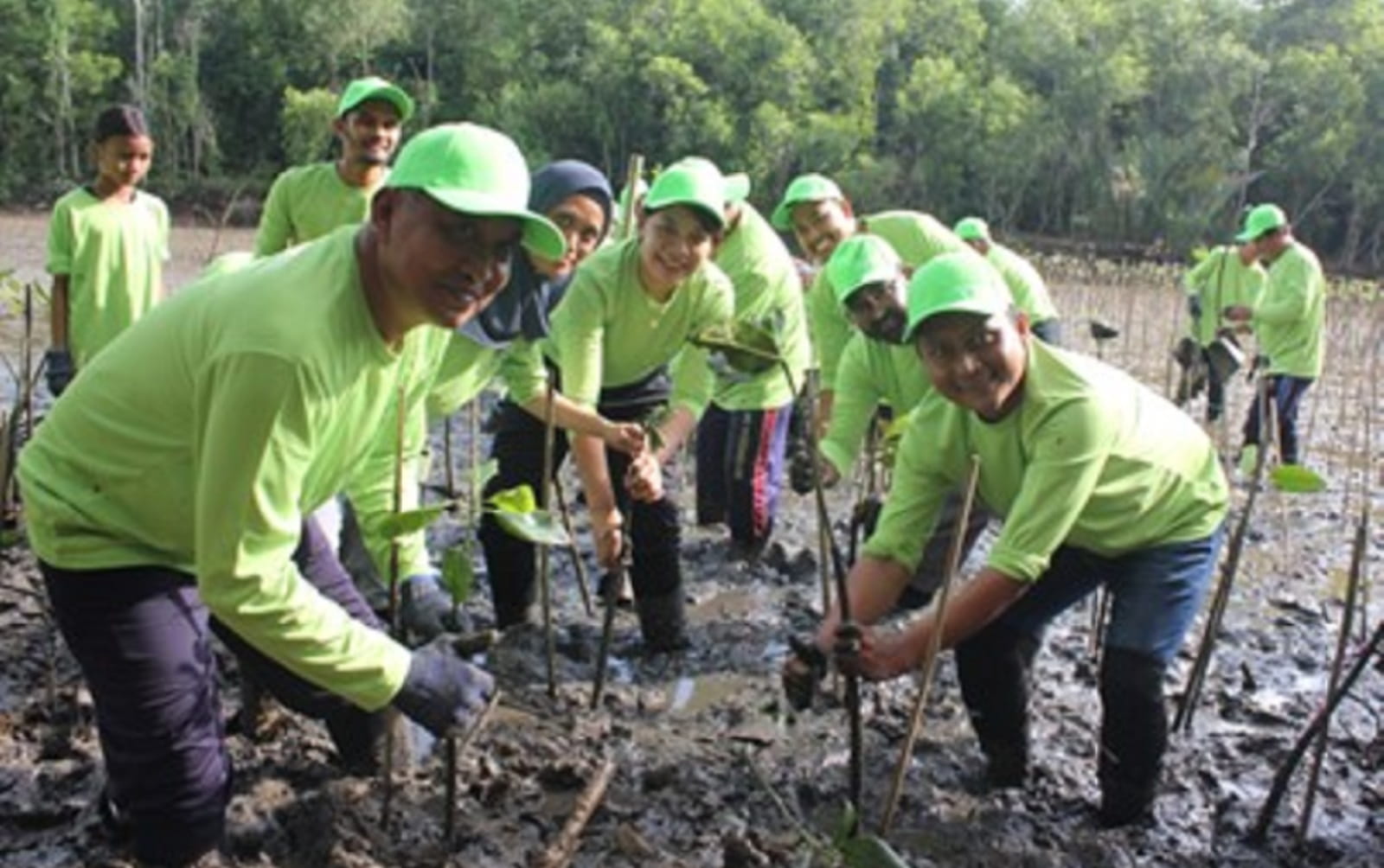 Mangrove trees for the future | Aramco Malaysia
