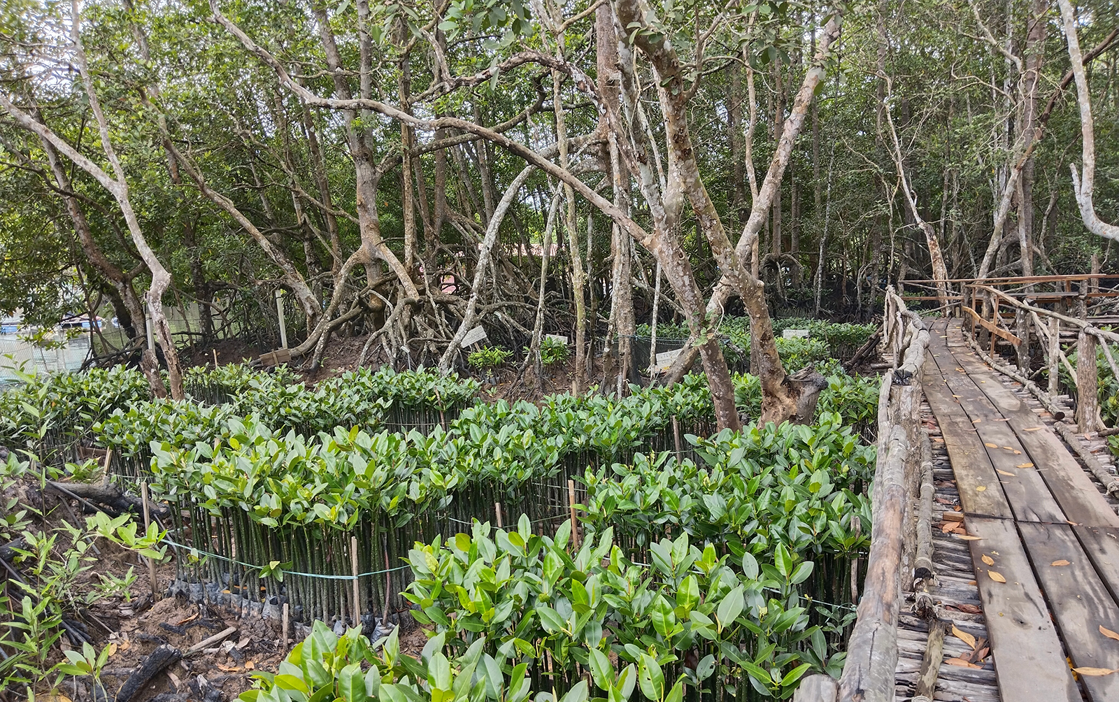 Aramco Malaysia citizenship initiative: Mangrove conservation and ...